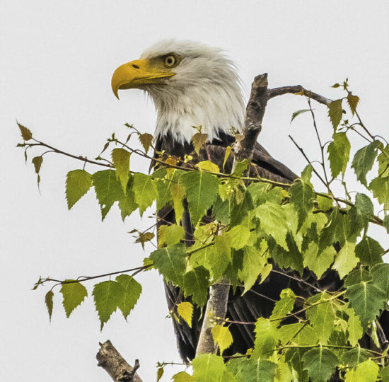 Birds of Whidbey Island | Rick Collar