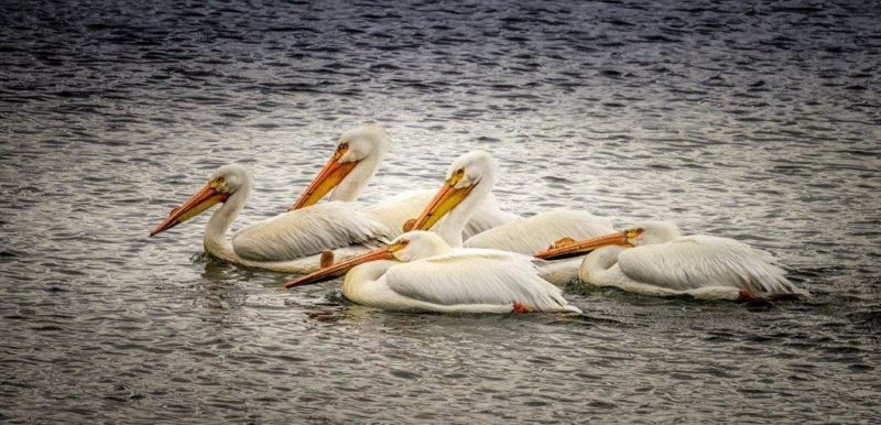 2023 Calendar | Rick Collar