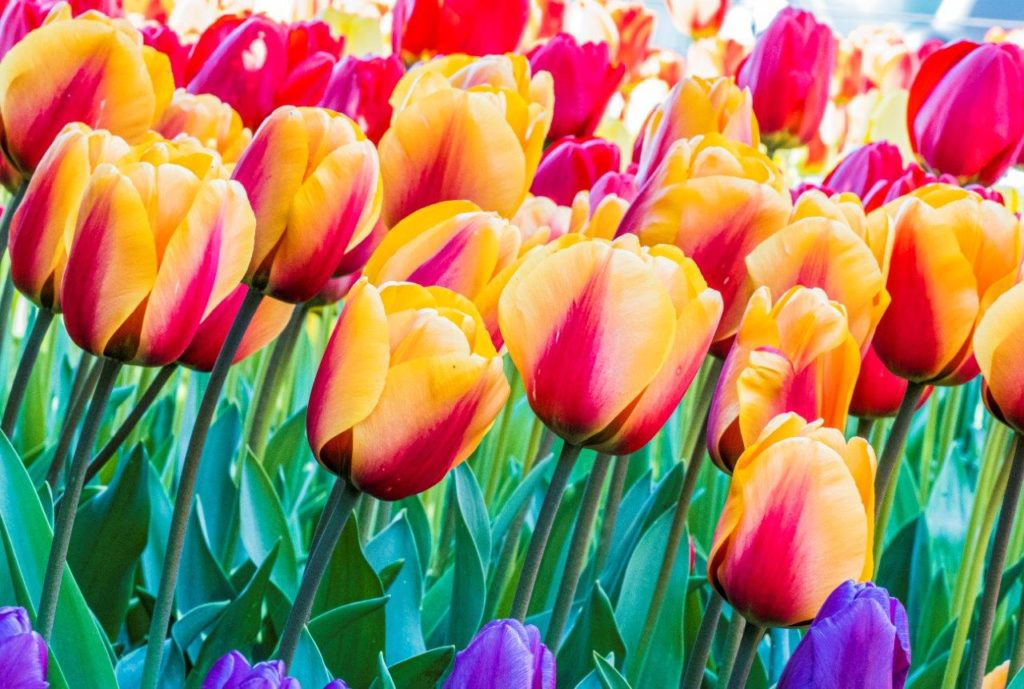 2024 Calendar | Rick Collar